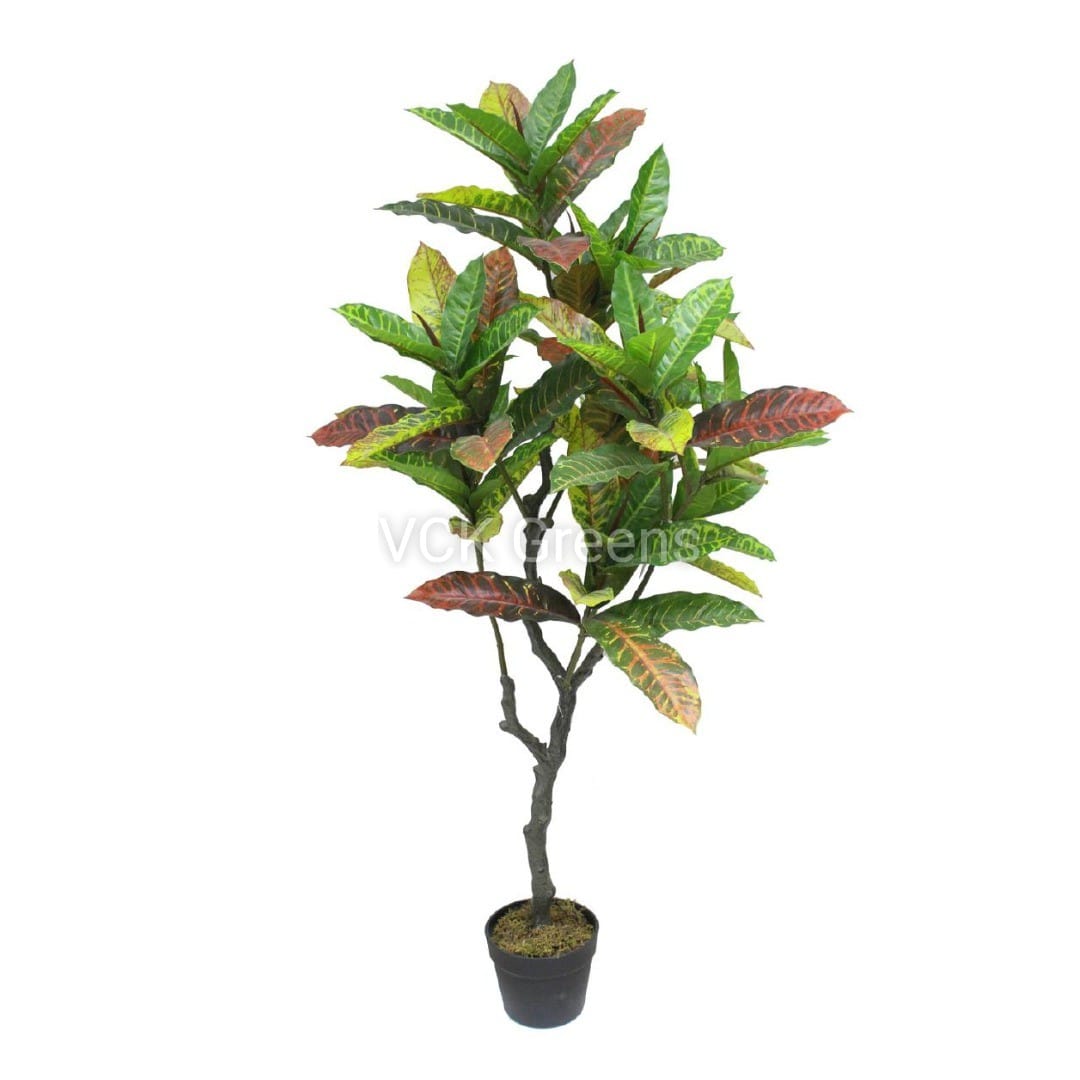 Croton Plants – VCK Greens